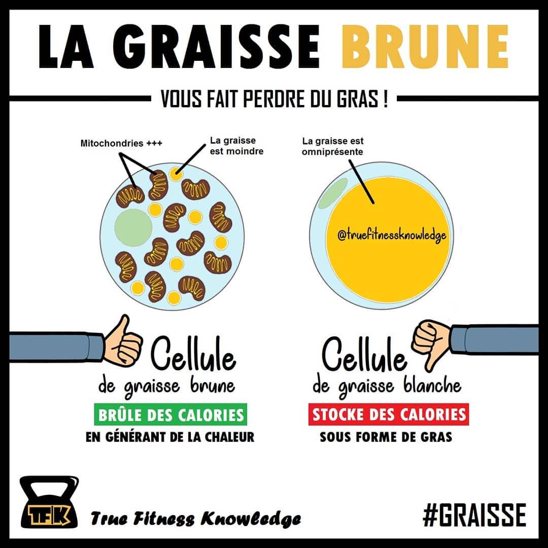La graisse brune - True Fitness Knowledge